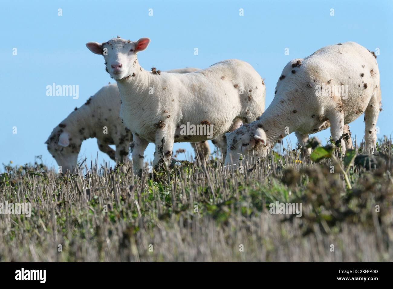 Domestic sheep (Ovis aries) grazing on weeds in a stubble field with ...