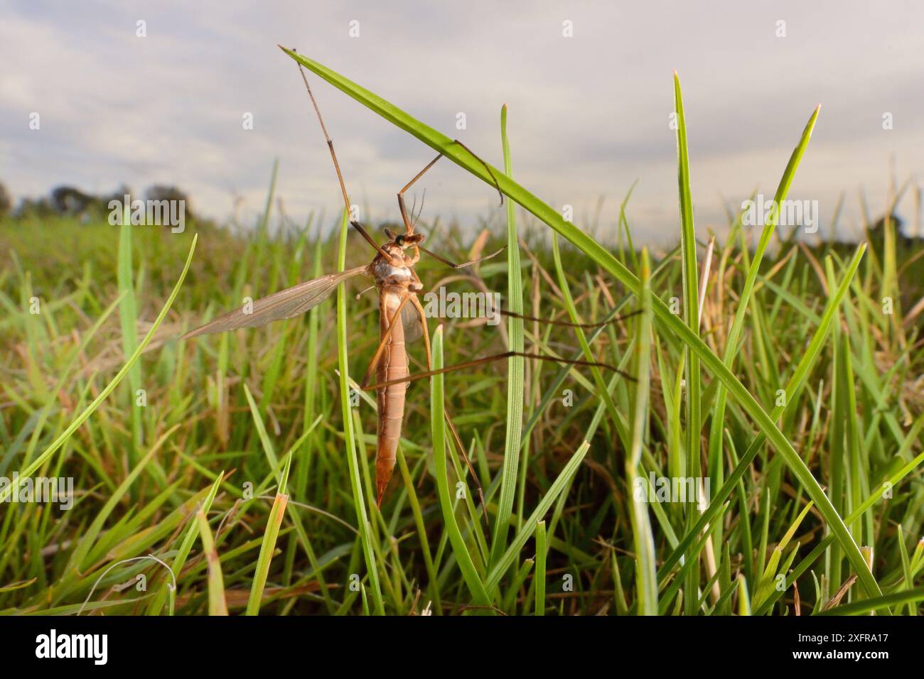 Common European crane fly / Daddy long legs (Tipula paludosa) recently ...