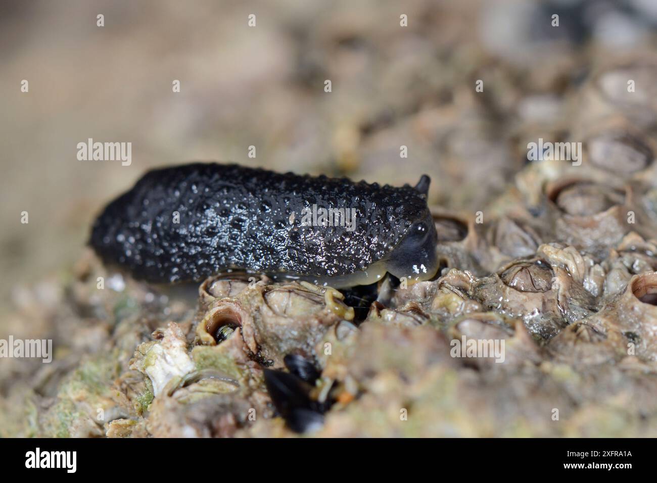 British sea slugs hi-res stock photography and images - Alamy