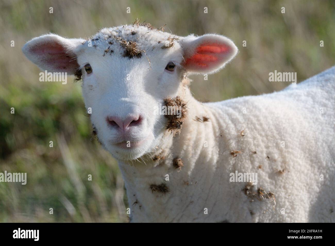 Domestic sheep (Ovis aries) with Burdock (Arctium sp) burrs stuck to ...