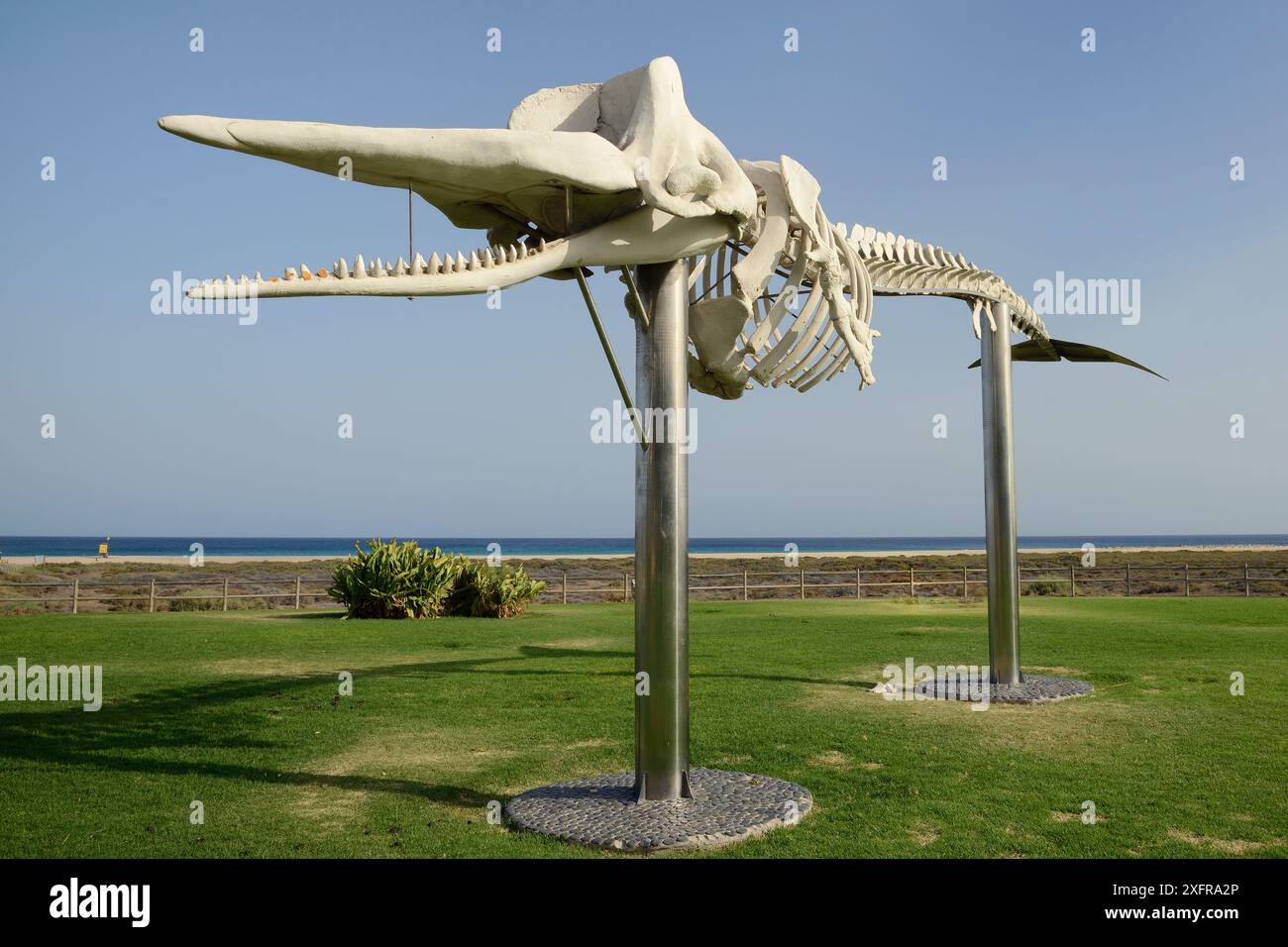 Skeleton of a Sperm whale (Physeter macrocephalus) on the seafront at ...
