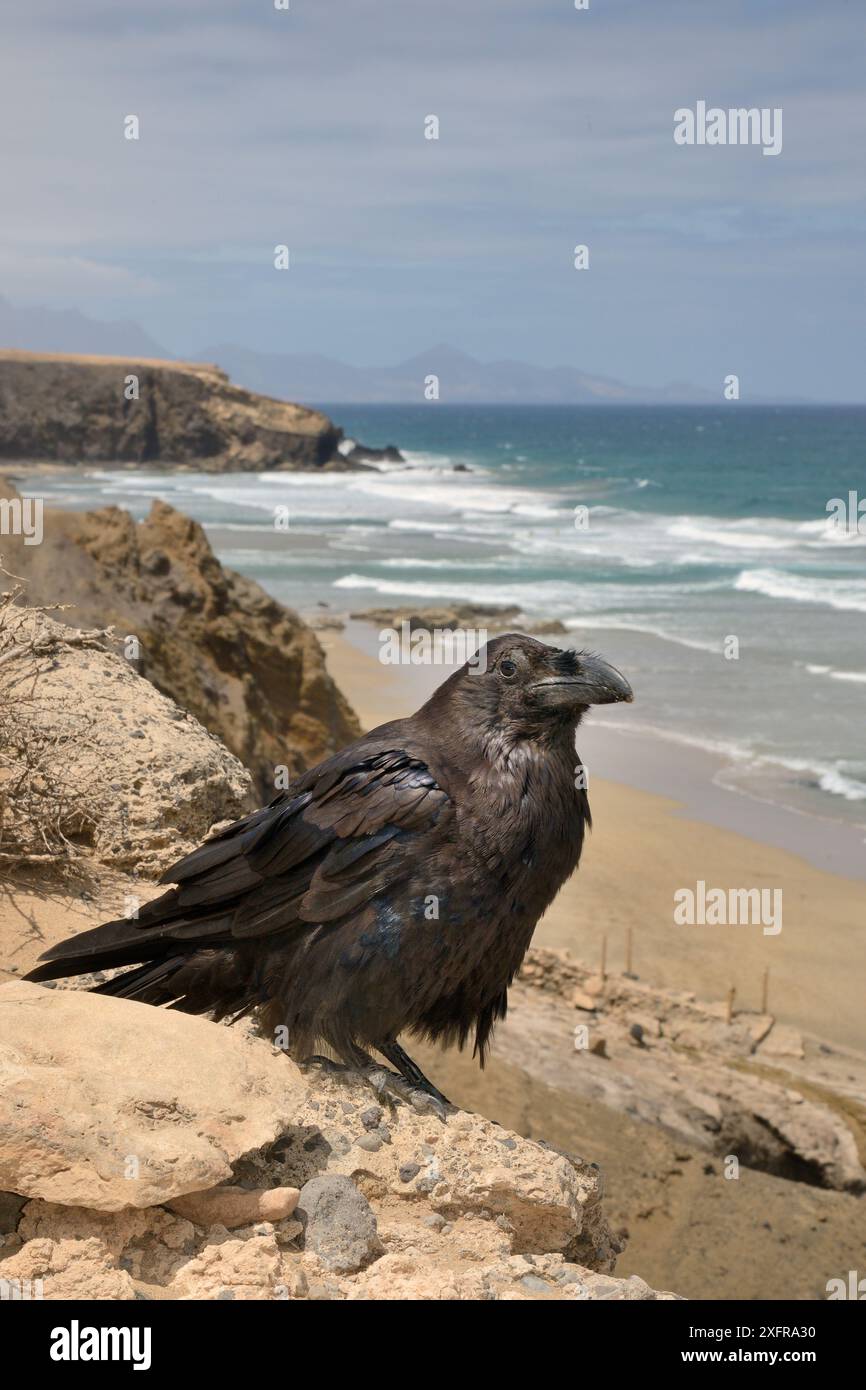 Smallest of the crow species hi-res stock photography and images - Alamy