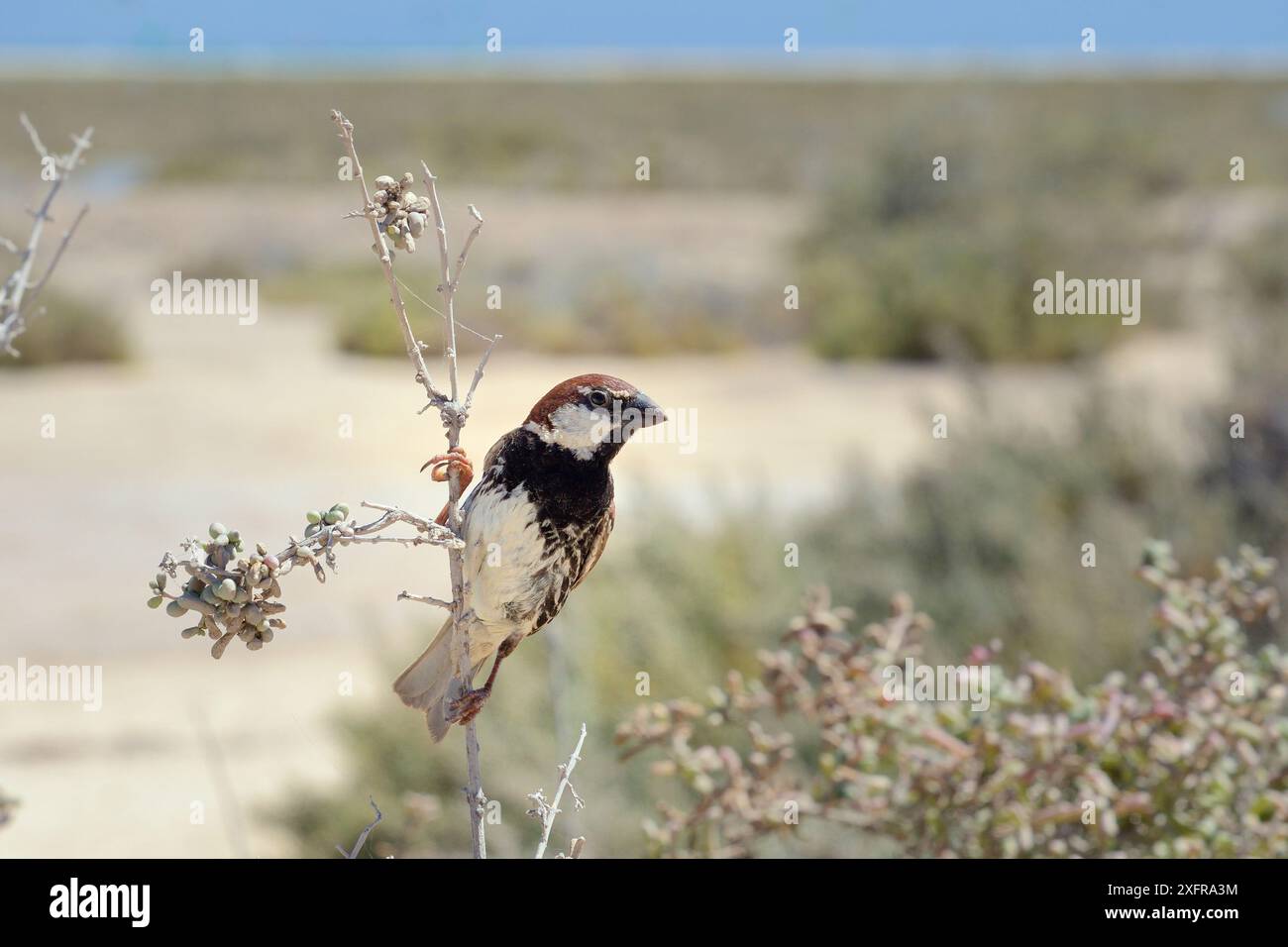 Spanish sparrow (Passer hispaniolensis) male perched in a Sea grape ...