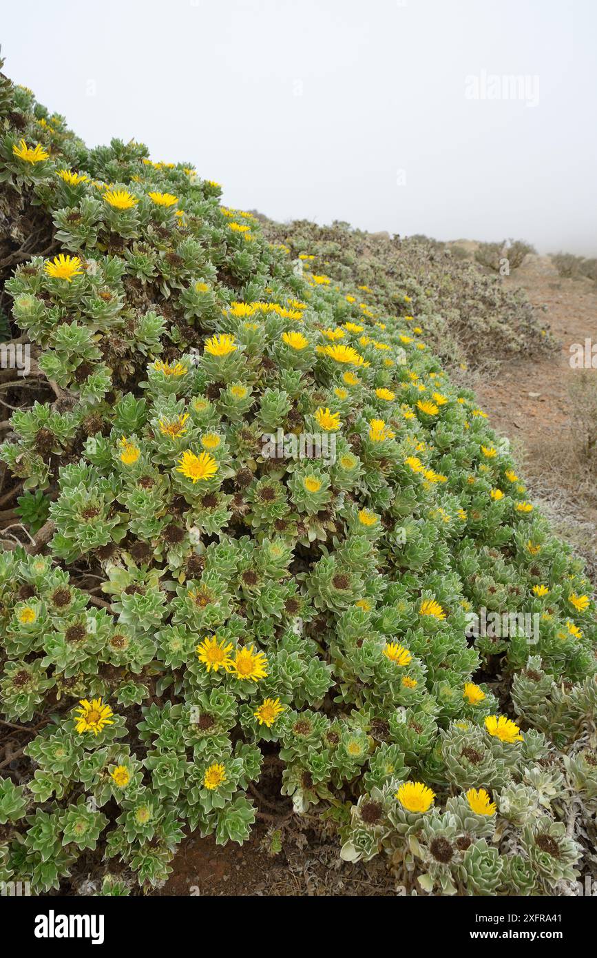 Canary Island Daisy (Asteriscus sericeus / Nauplius sericeus), a ...