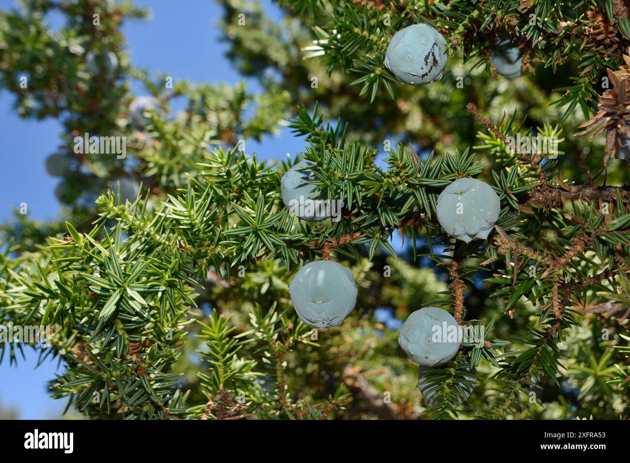Oxycedrina hi-res stock photography and images - Alamy