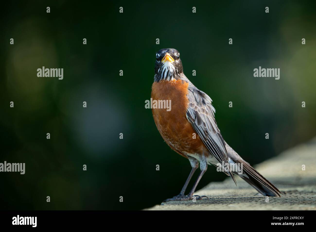 Public park bird hi-res stock photography and images - Alamy