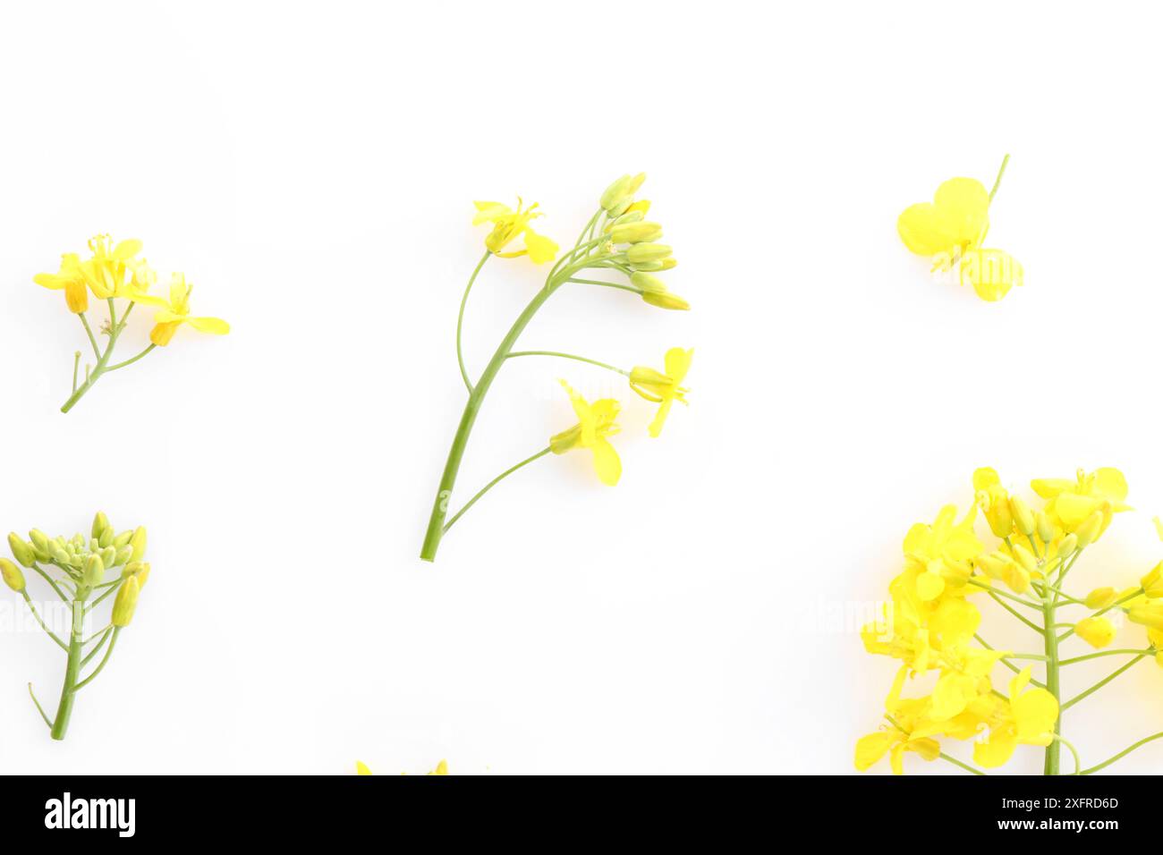Yellow rapeseed field top view Cut Out Stock Images & Pictures - Alamy