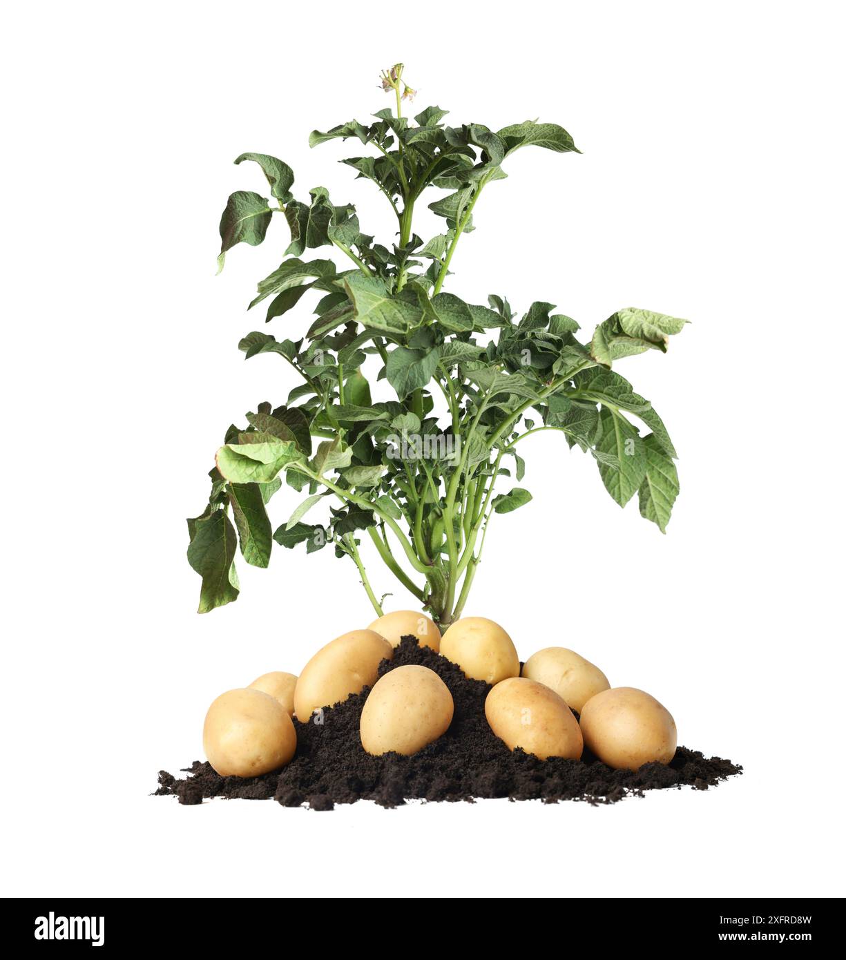 Potato plant, soil and tubers isolated on white Stock Photo - Alamy