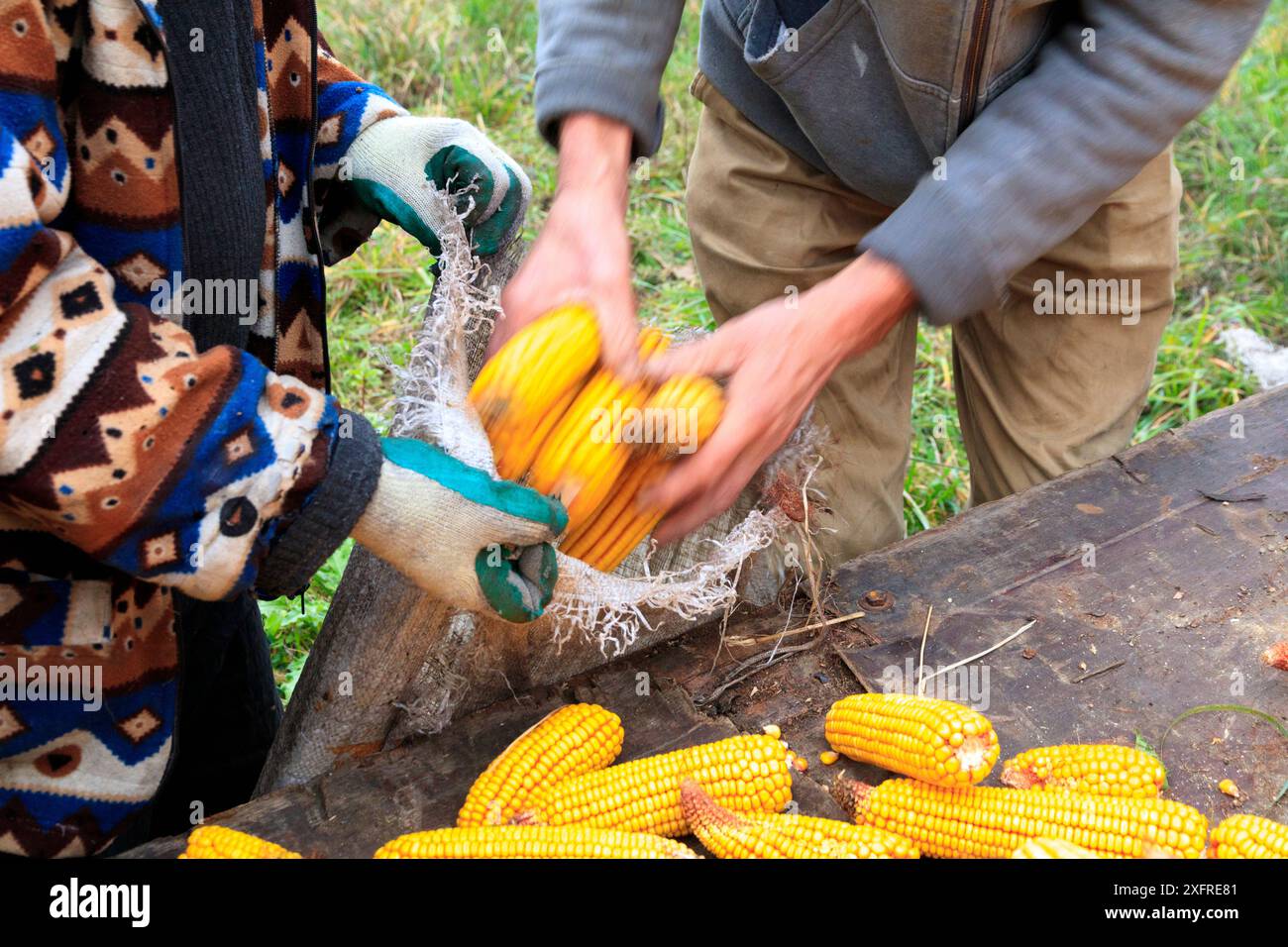 Two men harvest corn hi-res stock photography and images - Alamy