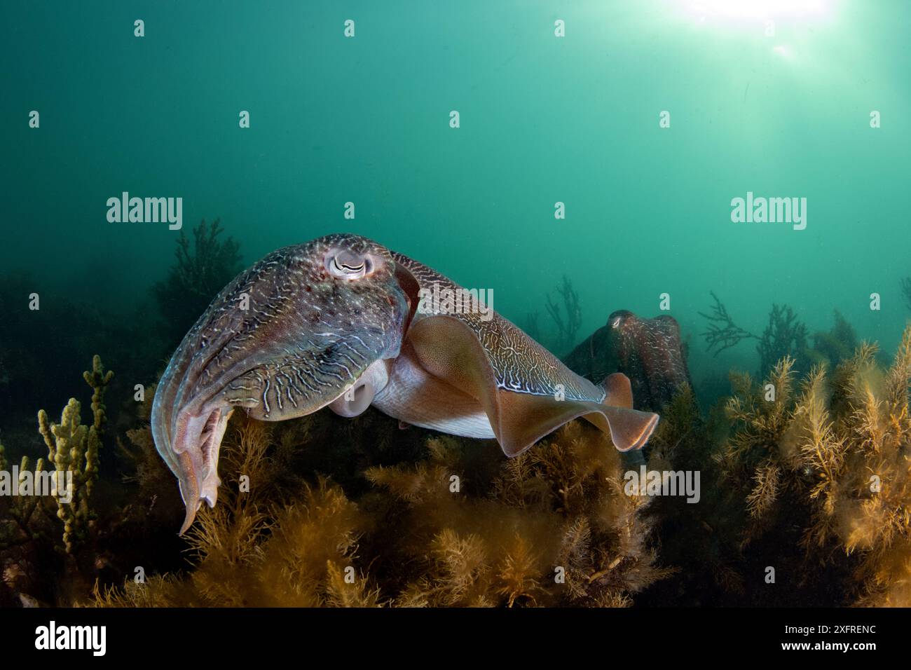 Australia diving hi-res stock photography and images - Alamy