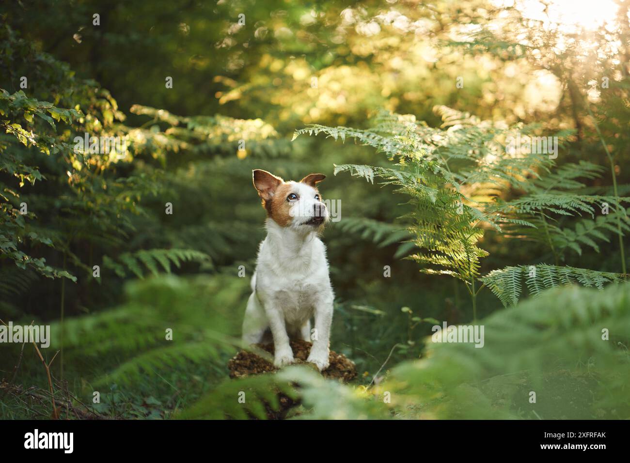 A Jack Russell Terrier dog stands on a tree stump surrounded by lush ...