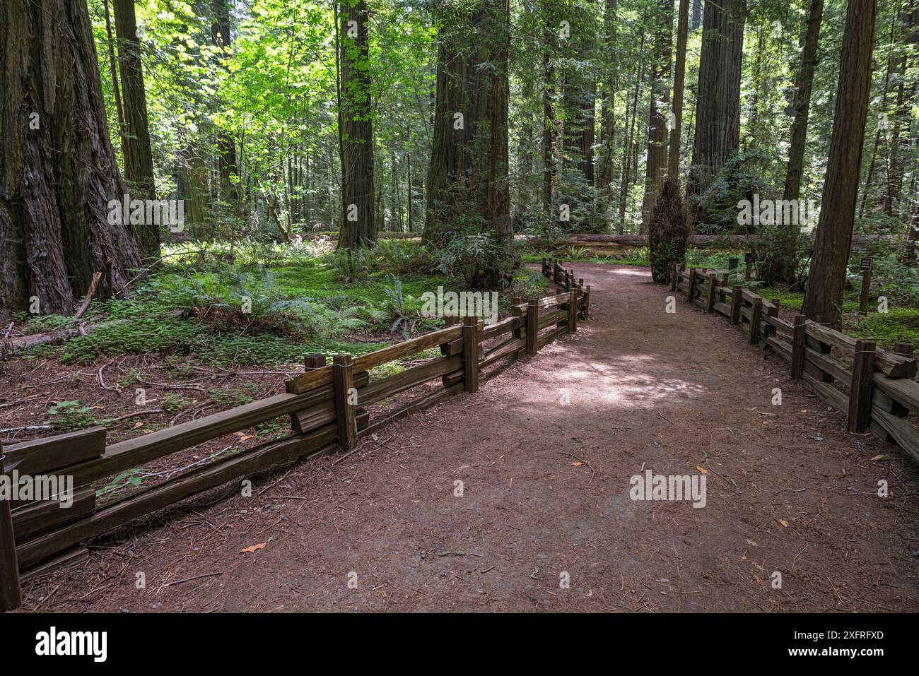 The Founders Grove. Humboldt Redwoods State Park, Northern California ...