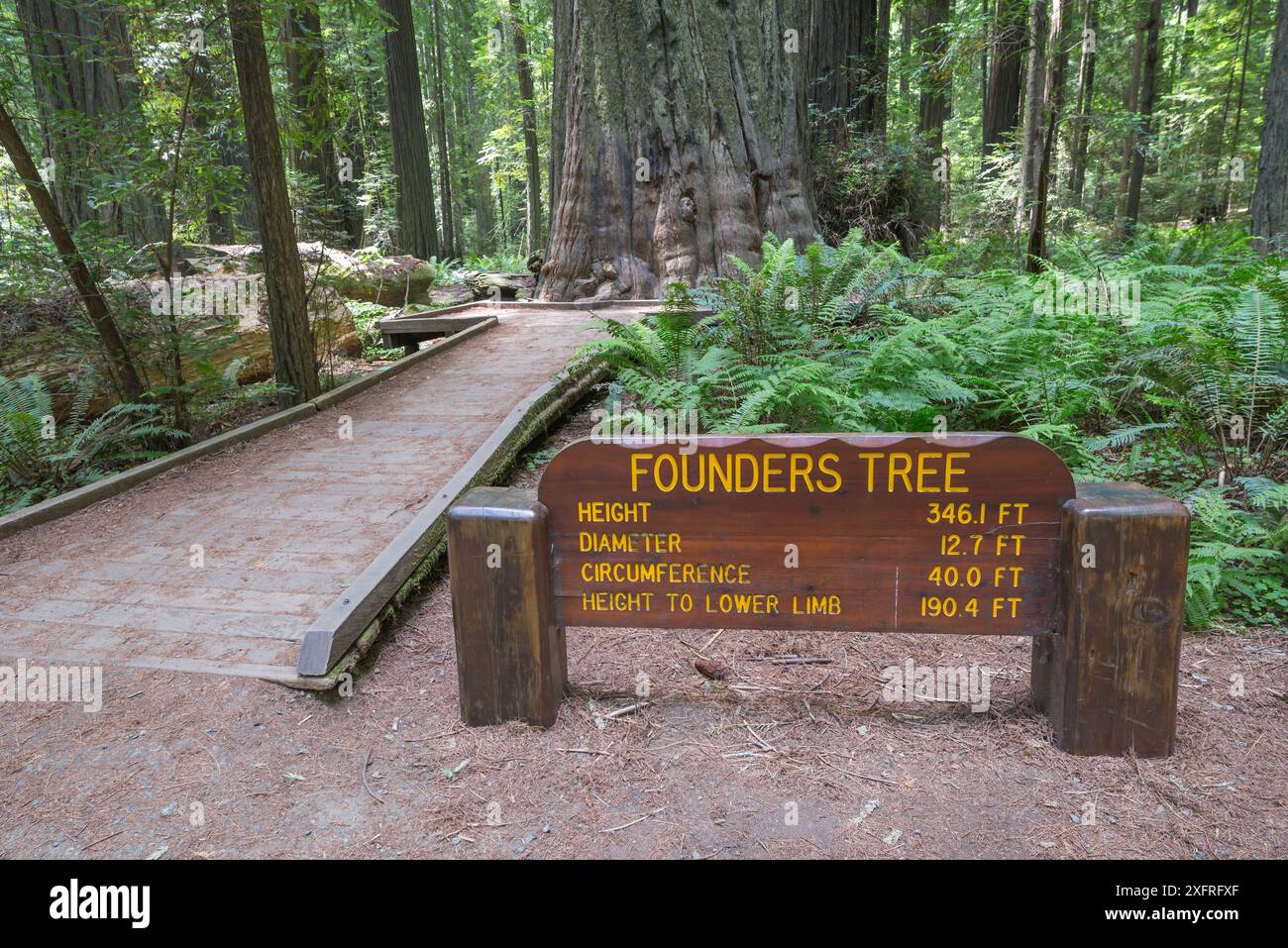 The Founders Grove. Humboldt Redwoods State Park, Northern California ...