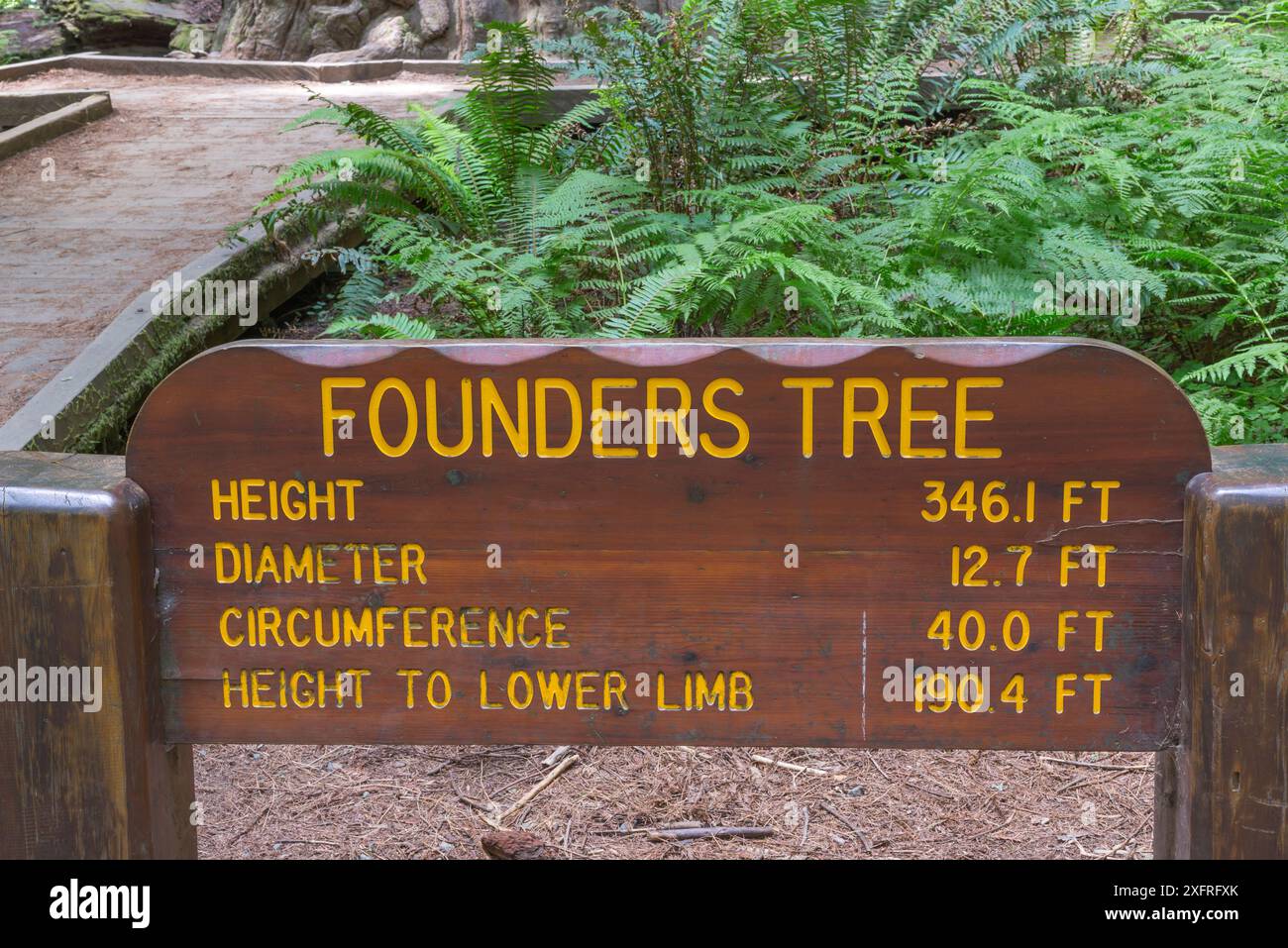 The Founders Grove. Humboldt Redwoods State Park, Northern California ...