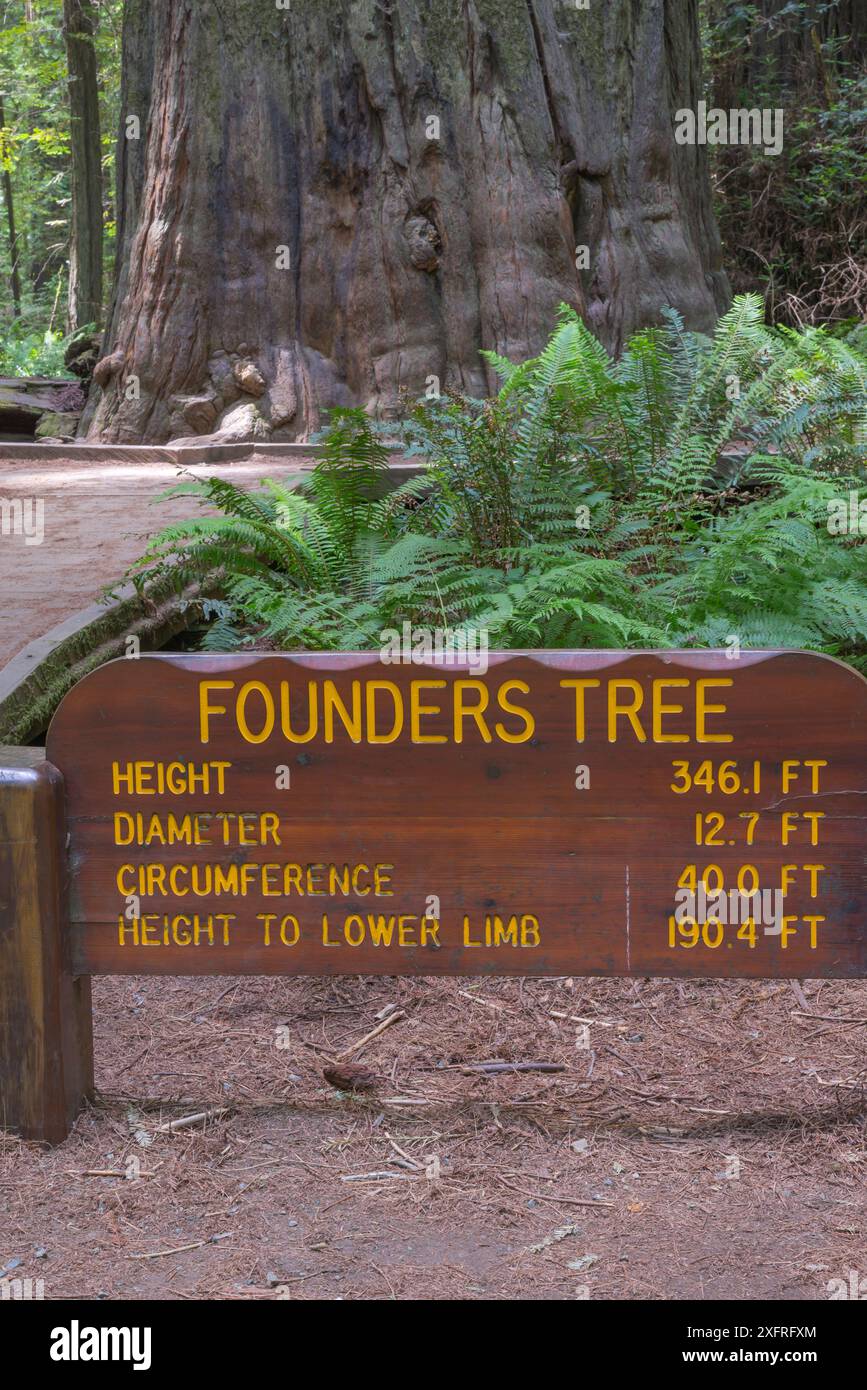Redwoods state park founders grove hi-res stock photography and images ...