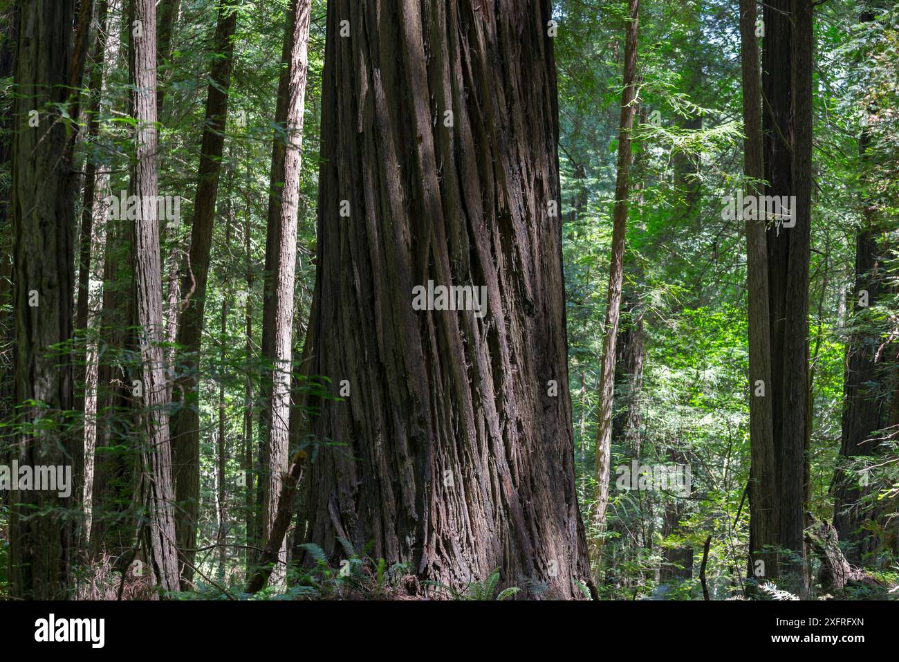 The Founders Grove. Humboldt Redwoods State Park, Northern California ...