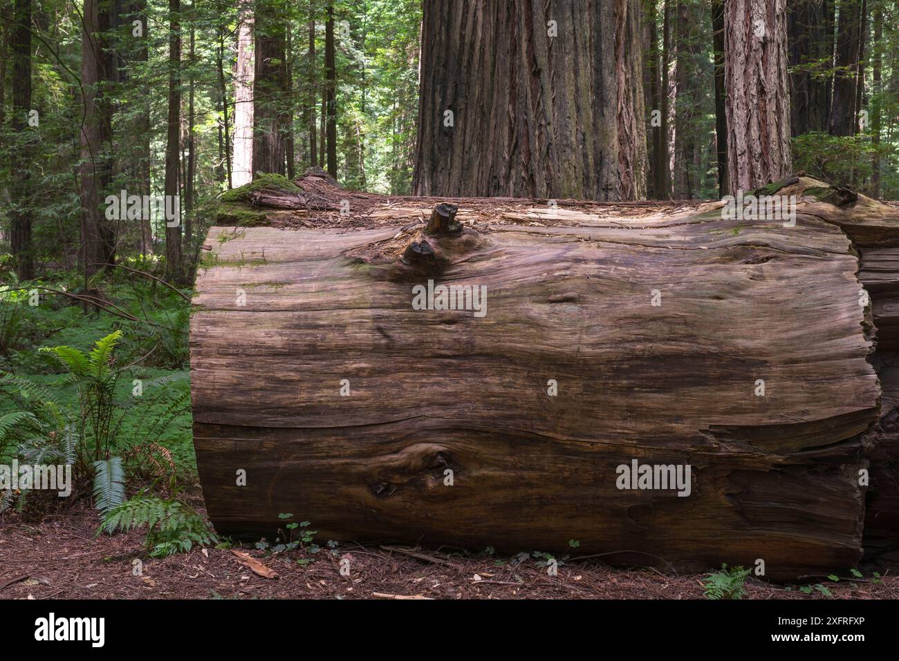 The Founders Grove. Humboldt Redwoods State Park, Northern California ...