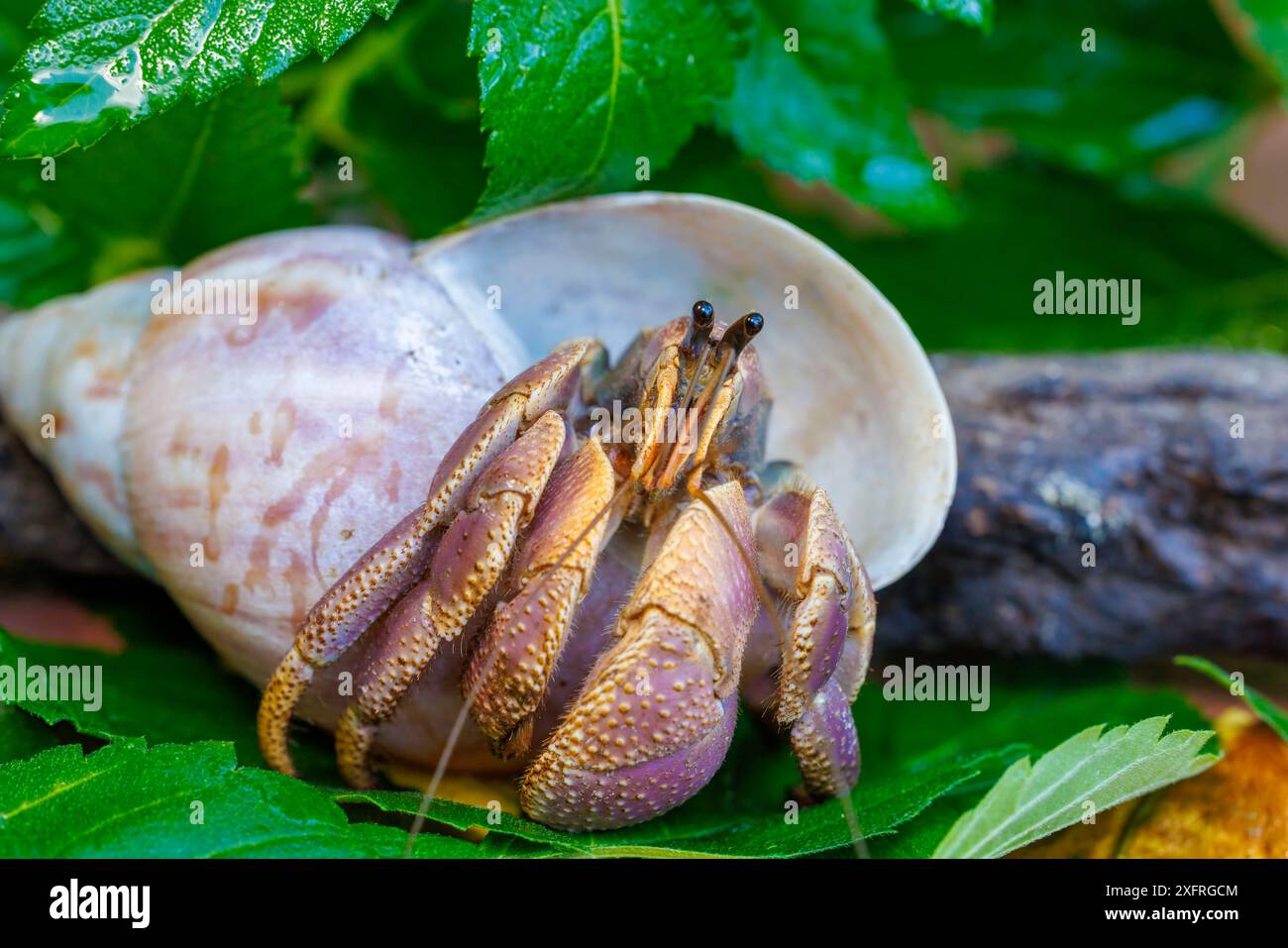 The coconut crab, Birgus latro, is the largest of the hermit crab ...