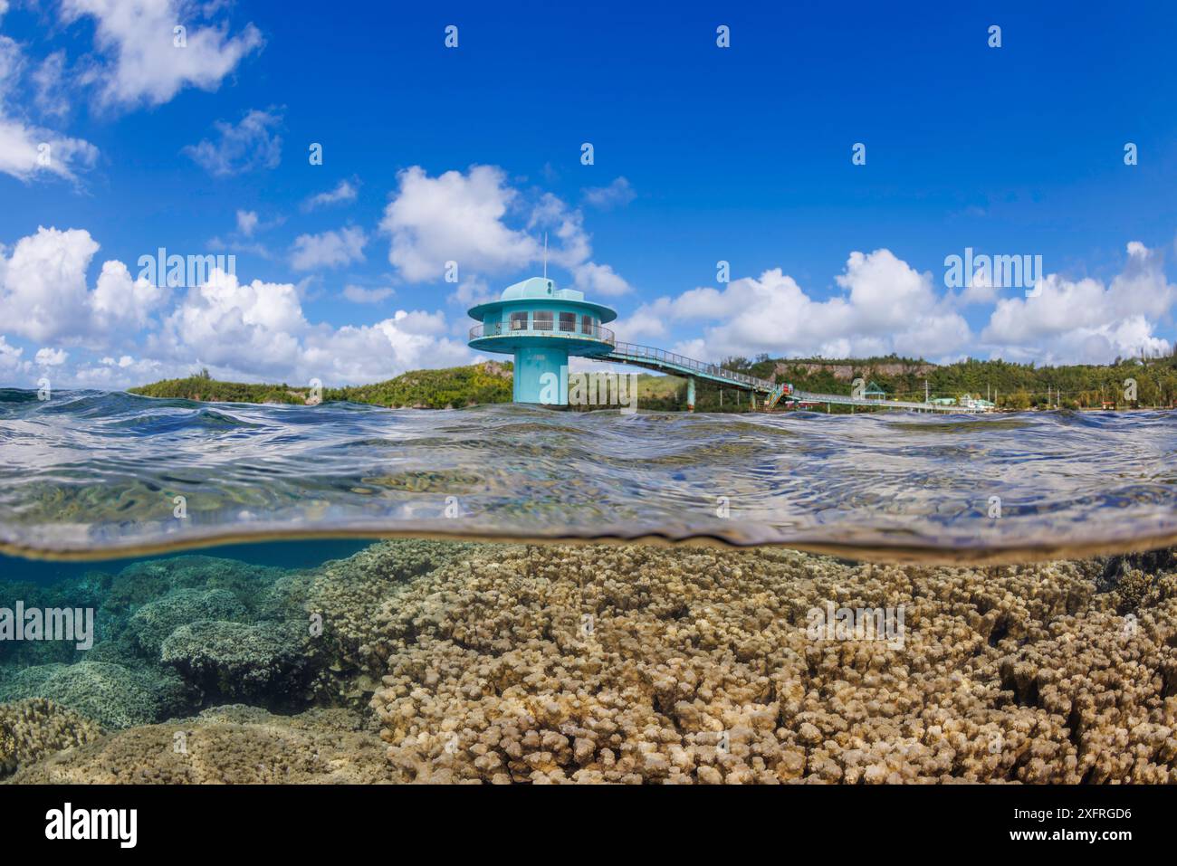 An above and below view of the hard coral reef around the Fisheye ...
