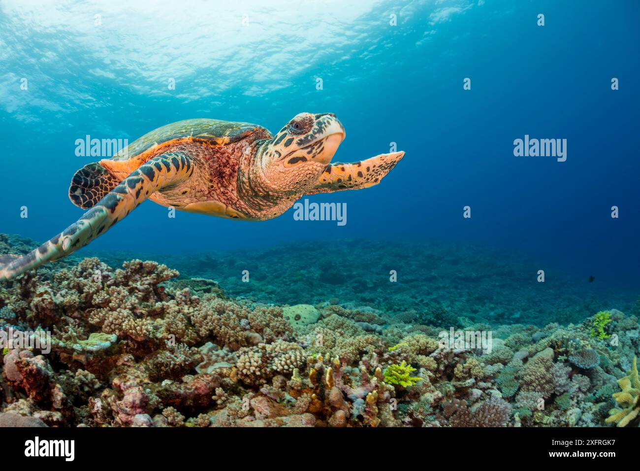 Turtle shell top view hi-res stock photography and images - Alamy