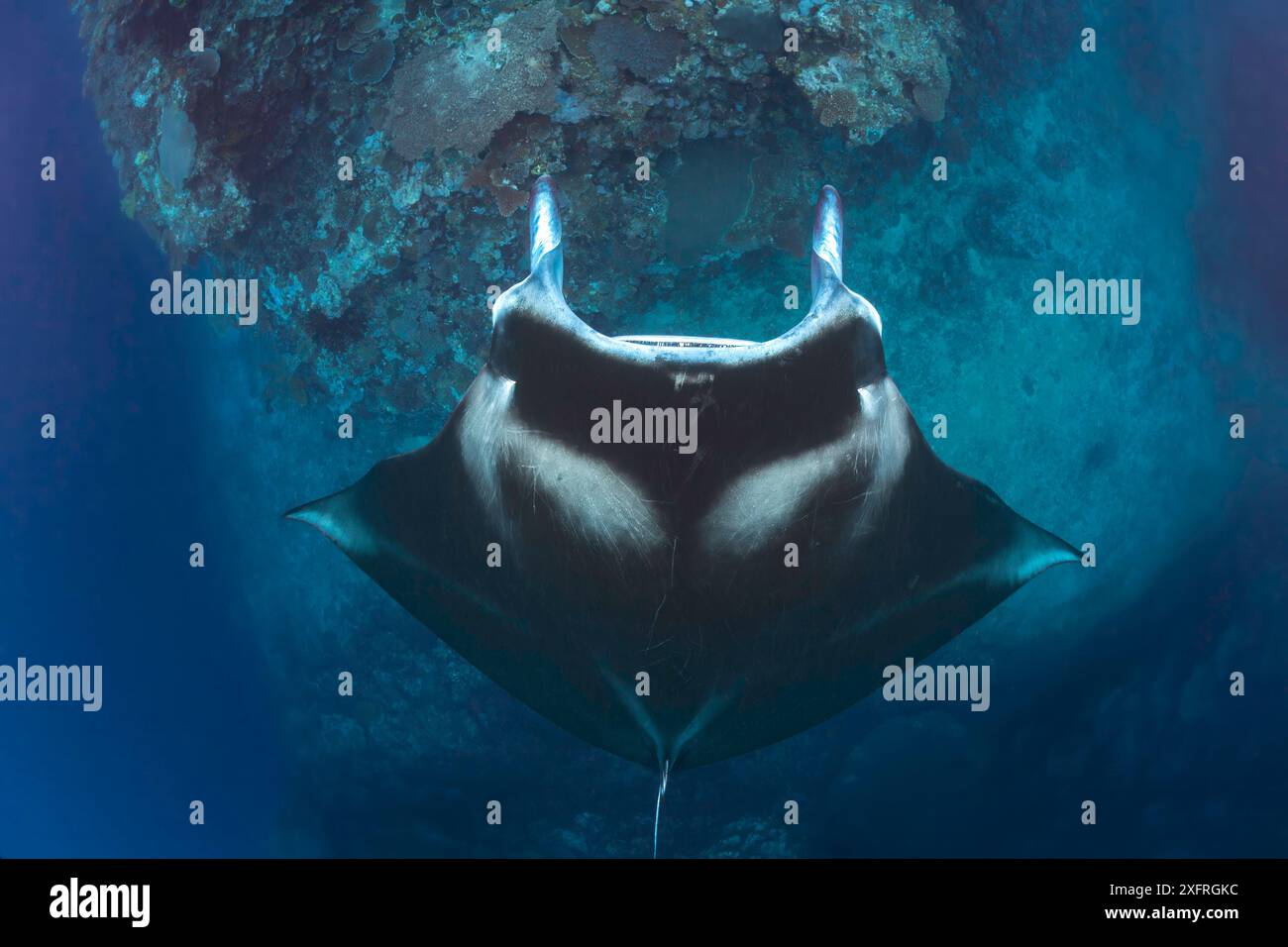 A manta ray, Mobula alfredi, gets close to the reef to be inspected by ...
