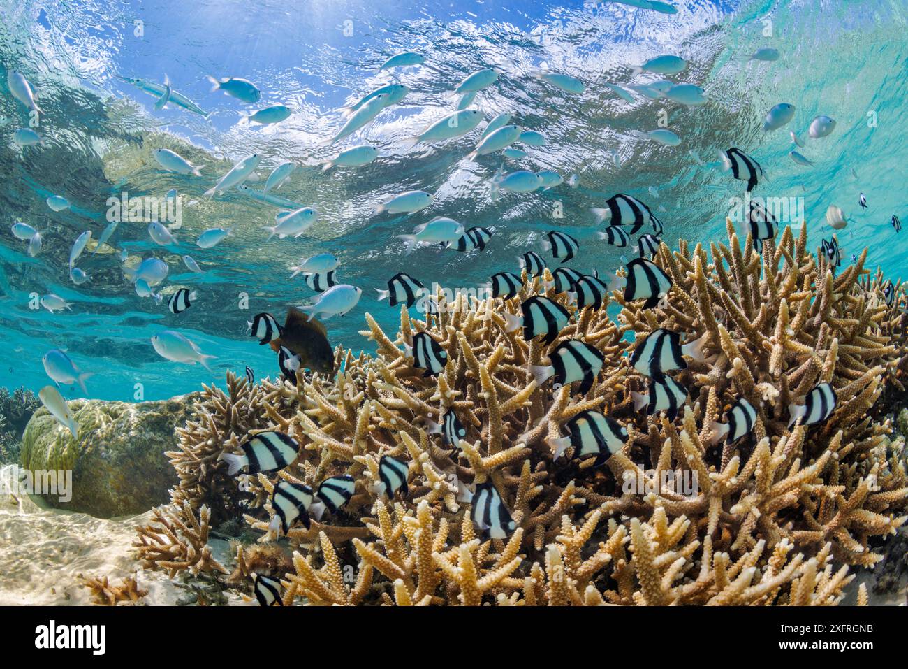 Marine biodiversity guam hi-res stock photography and images - Alamy