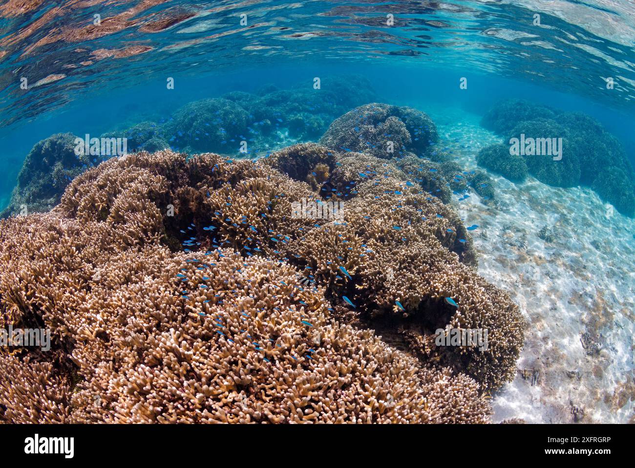 Abundant hard corals in the shallows of the Piti Bay marine preserve ...