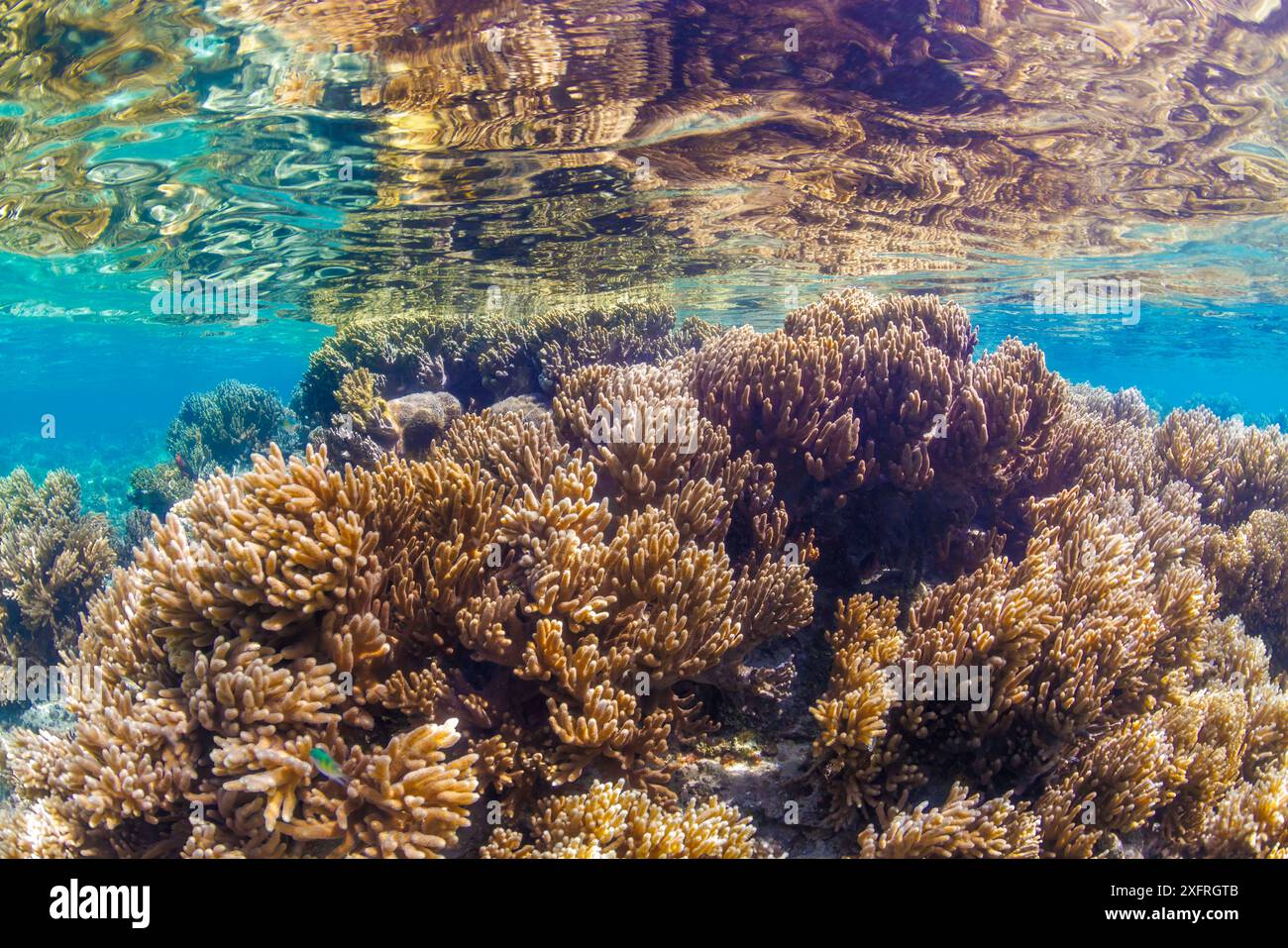 At low tide these soft corals in the shallows break the ocean surface ...