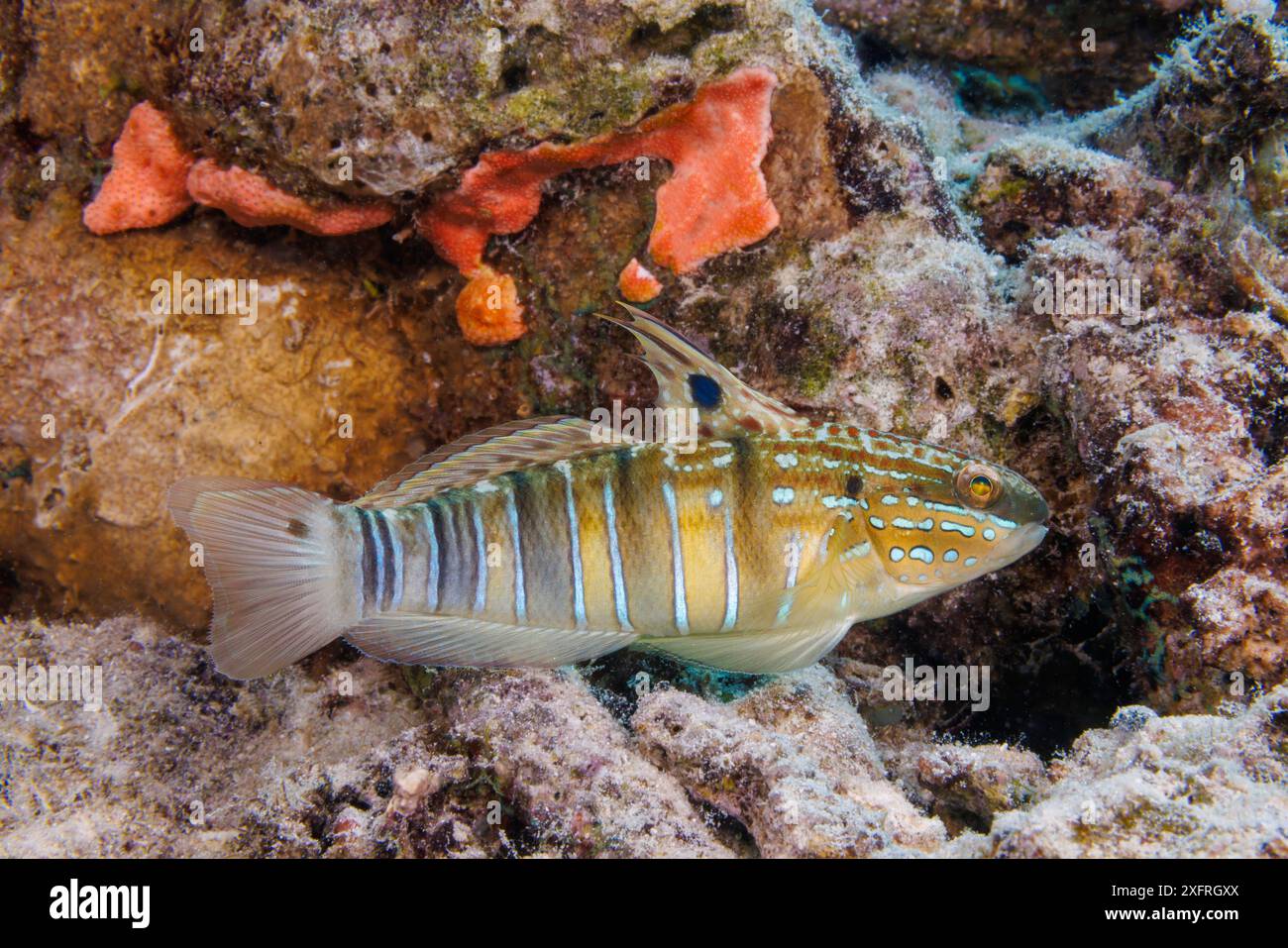 The banded goby, Amblygobius phalaena, is also known as the white ...