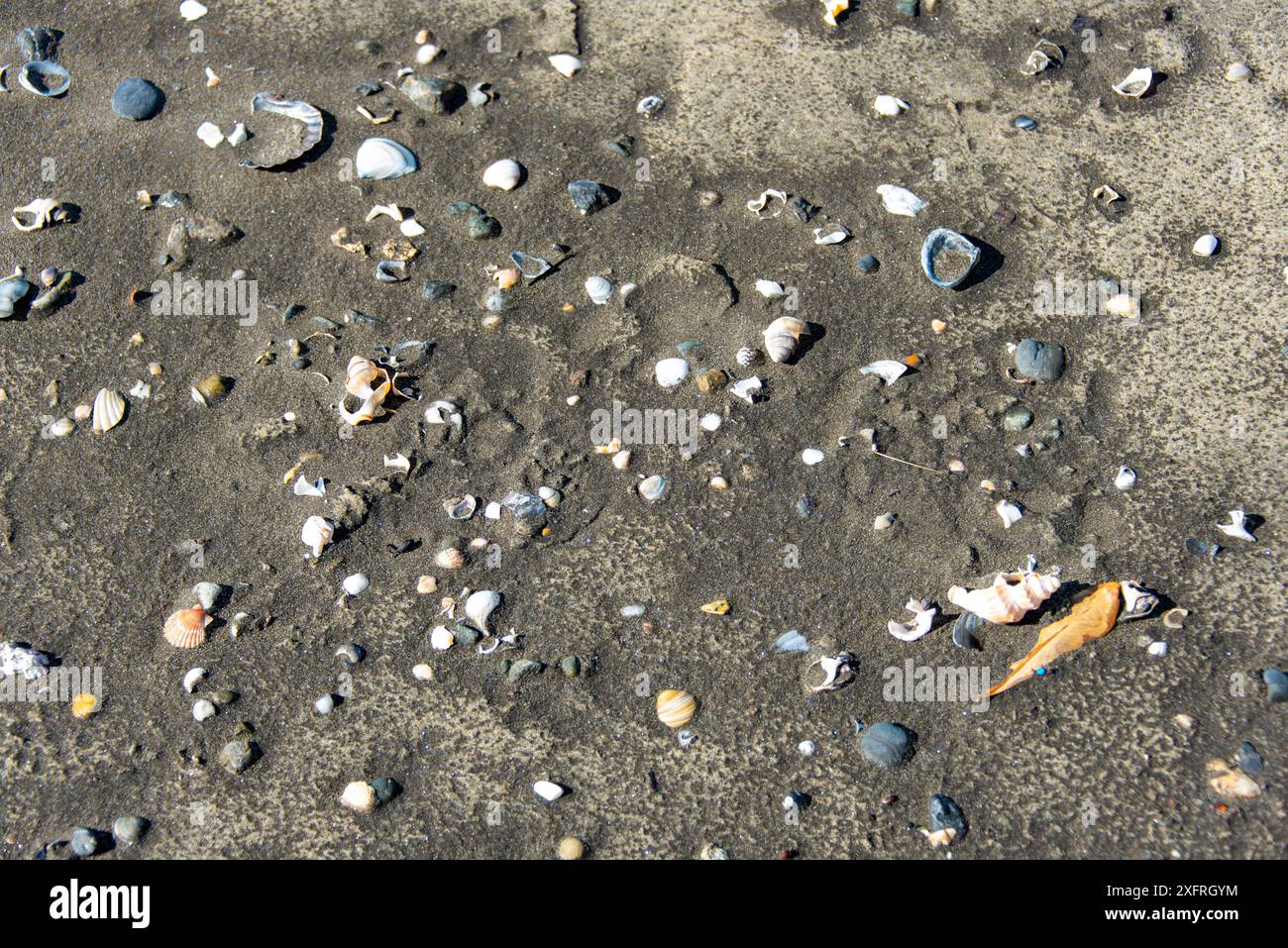 Shells on Mangawhai Heads Beach - New Zealand Stock Photo - Alamy