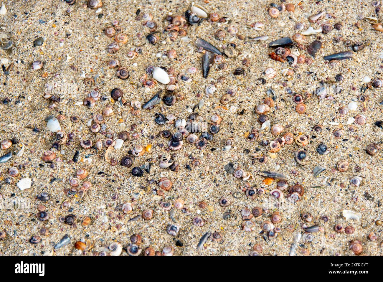 Shells on Mangawhai Heads Beach - New Zealand Stock Photo - Alamy