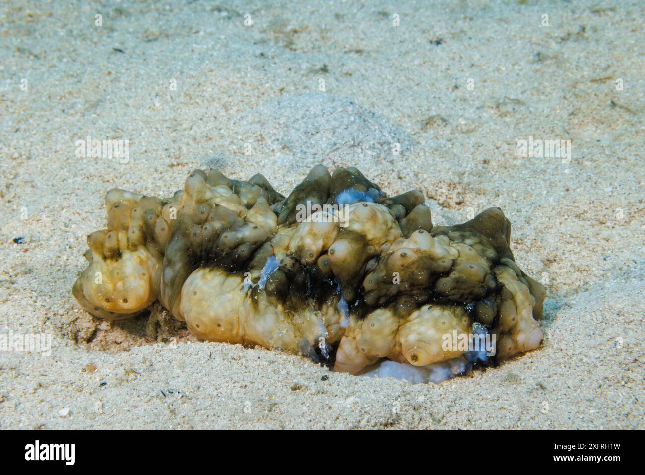The mottled sea cucumber, Stichopus horrens, is also known as the ...