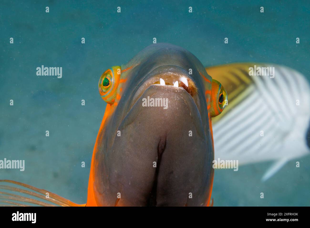 This red-breasted wrasse,Cheilinus fasciatus, is missing a tooth on its ...