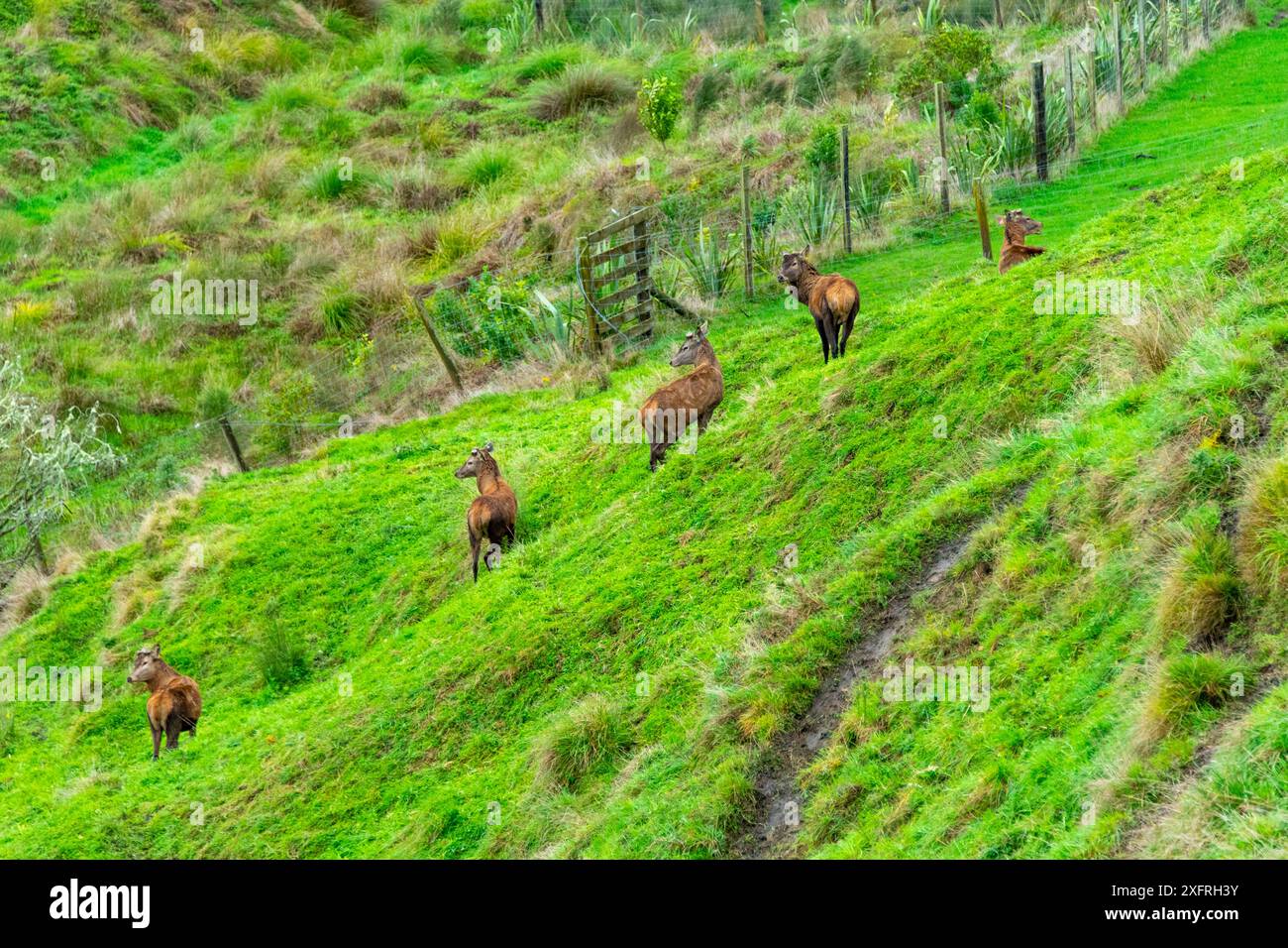 Deer in the enclosure enclosure fence hi-res stock photography and ...