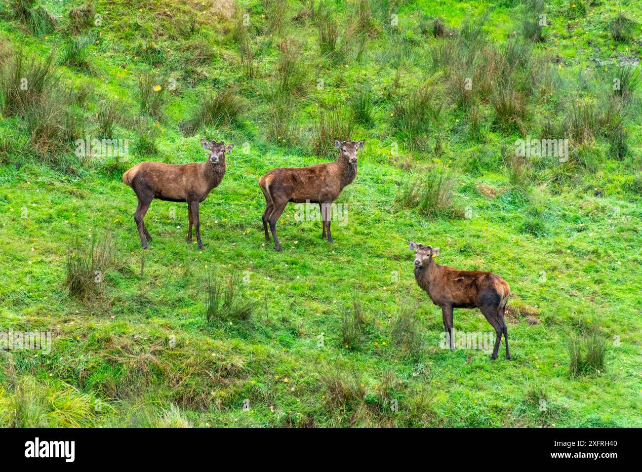 Deer Enclosure in Waikato - New Zealand Stock Photo - Alamy
