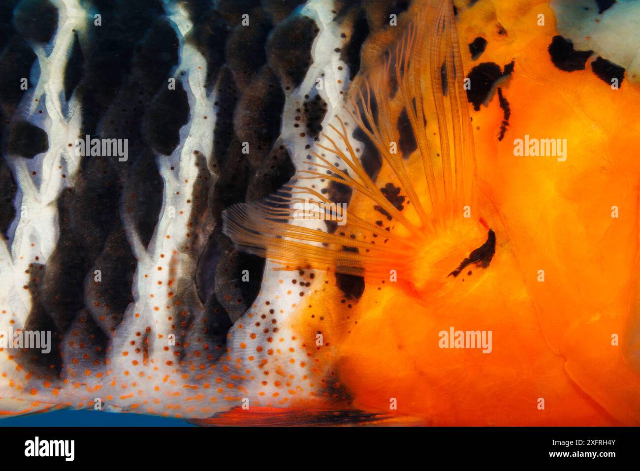 A close look at the pectoral fin and scales of a red-breasted wrasse ...