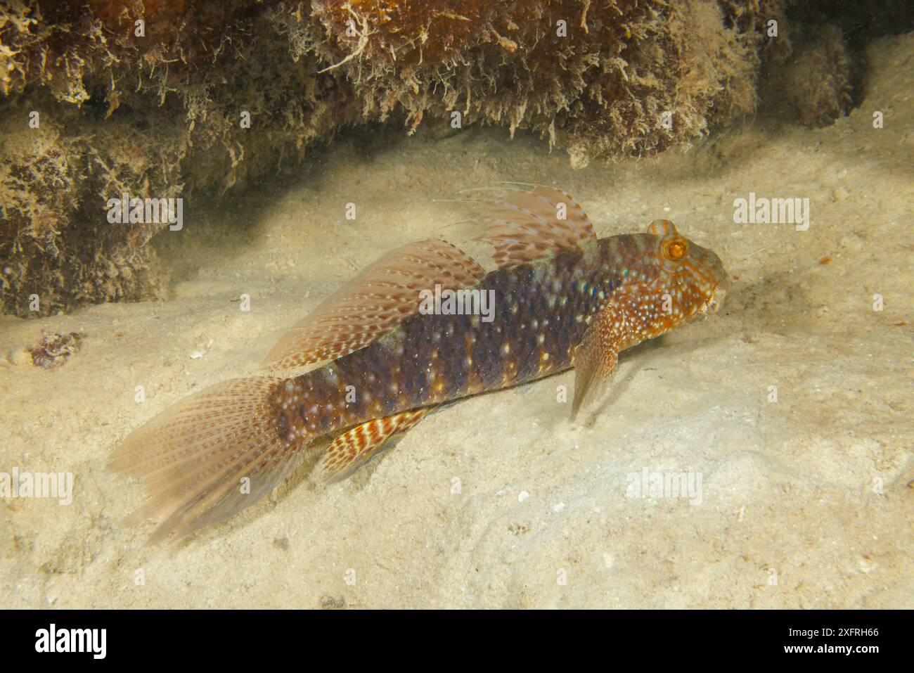 The beautiful goby, Exyrias belissimus, is also known as the mud reef ...