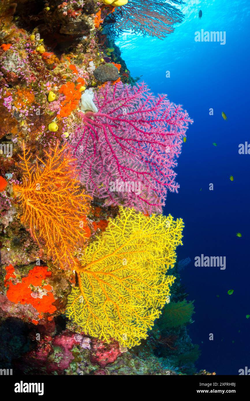 Three different colors of gorgonian coral fans dominate this Fijian ...