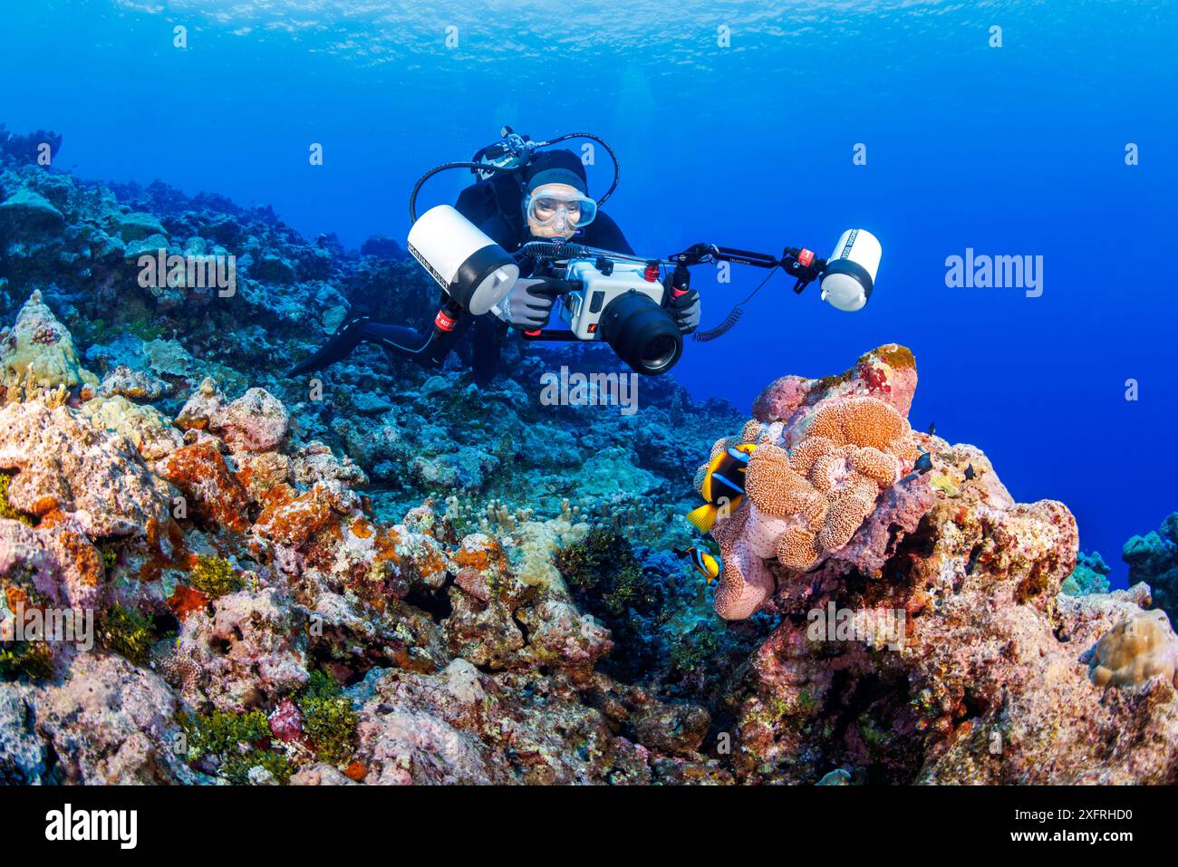 Clark's anemonefish, Amphiprion clarkii, and diver with an Ikelite ...