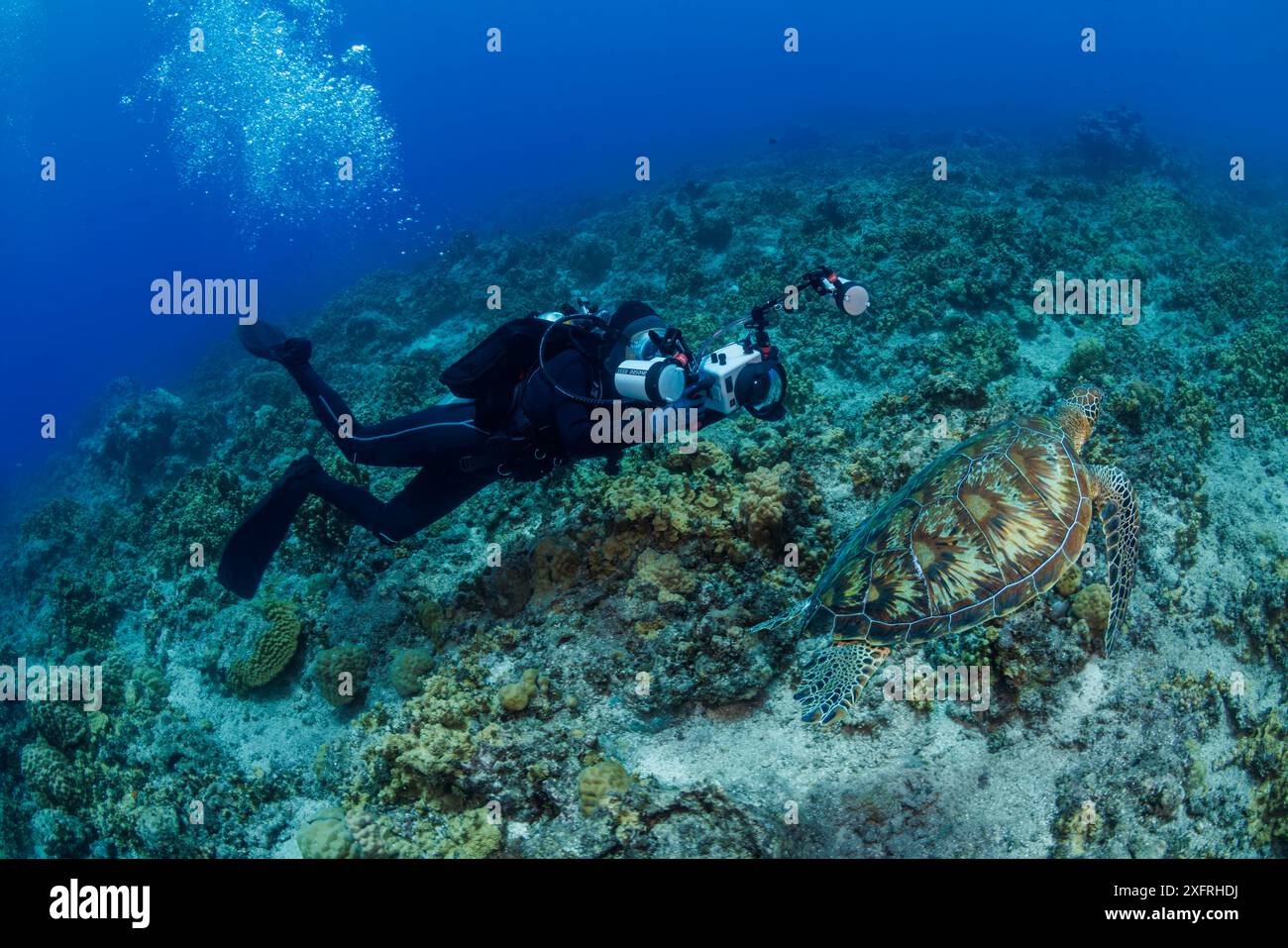 A diver (MR) with camera and a green sea turtle, Chelonia mydas, Guam ...