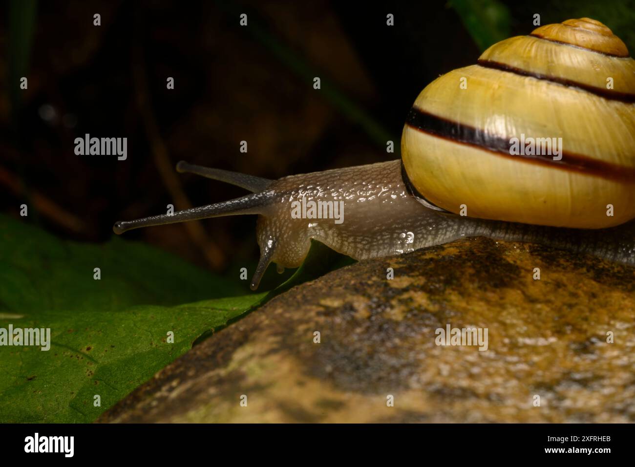 Snail going on an adventure and living its best life Stock Photo - Alamy