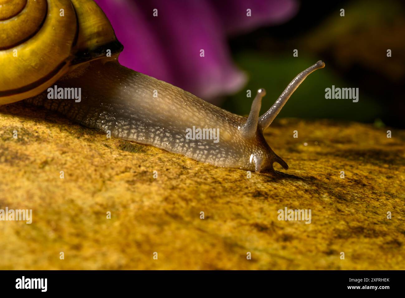 Snail going on an adventure and living its best life Stock Photo - Alamy