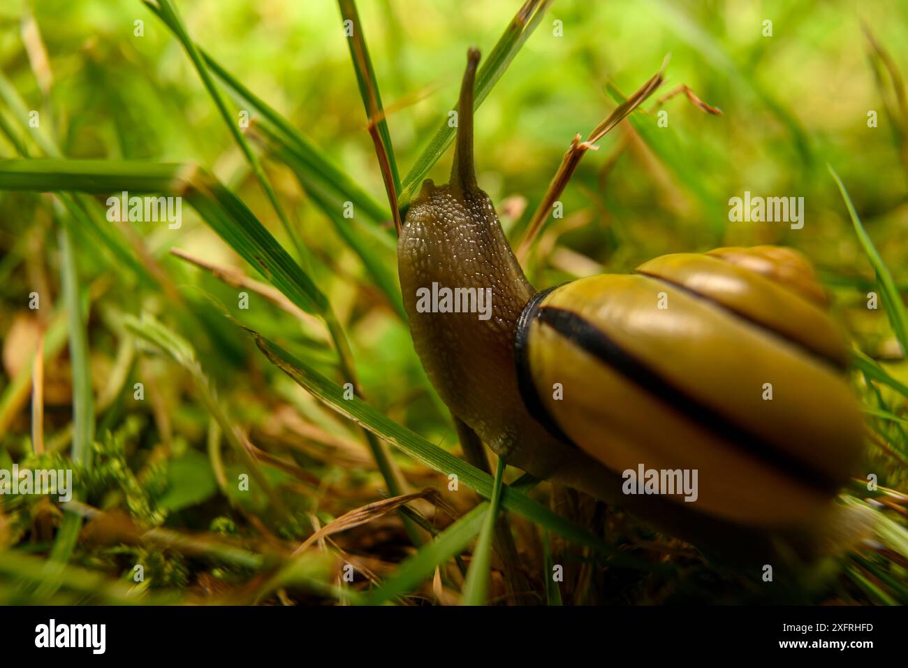 Snail going on an adventure and living its best life Stock Photo - Alamy