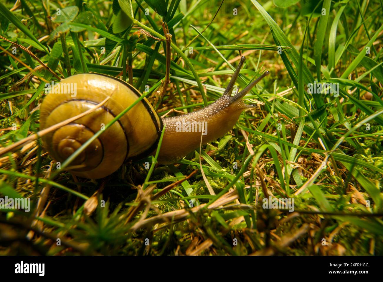 Snail going on an adventure and living its best life Stock Photo - Alamy