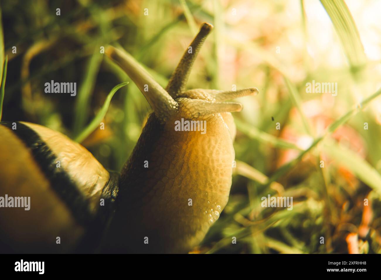 Snail going on an adventure and living its best life Stock Photo - Alamy