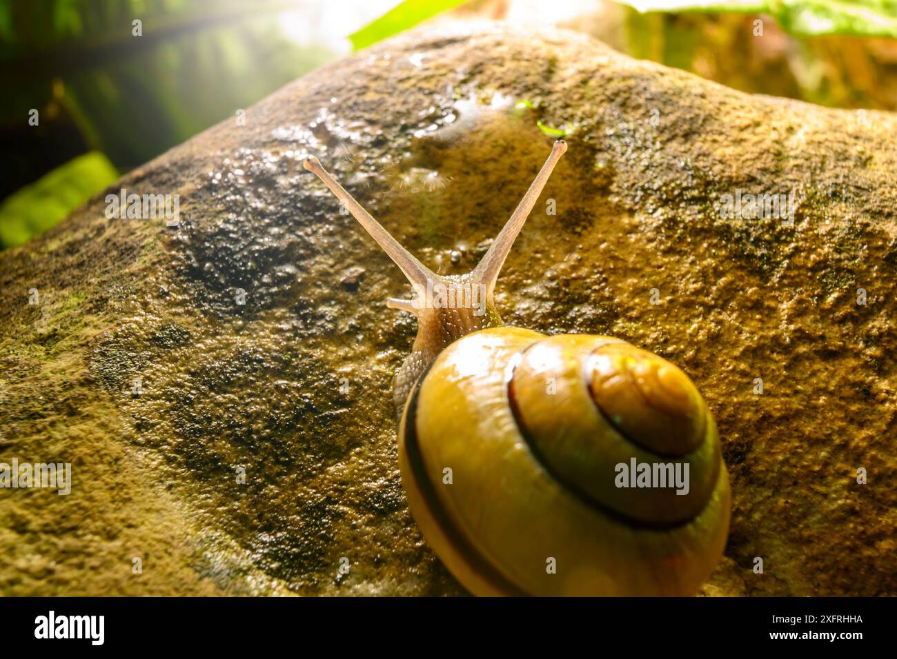 Snail going on an adventure and living its best life Stock Photo - Alamy