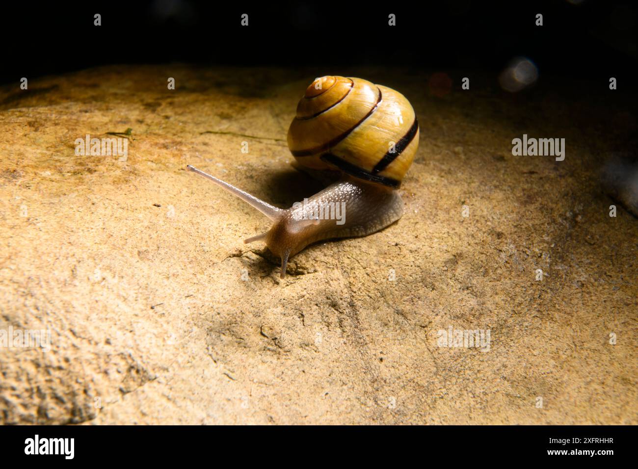 Snail going on an adventure and living its best life Stock Photo - Alamy