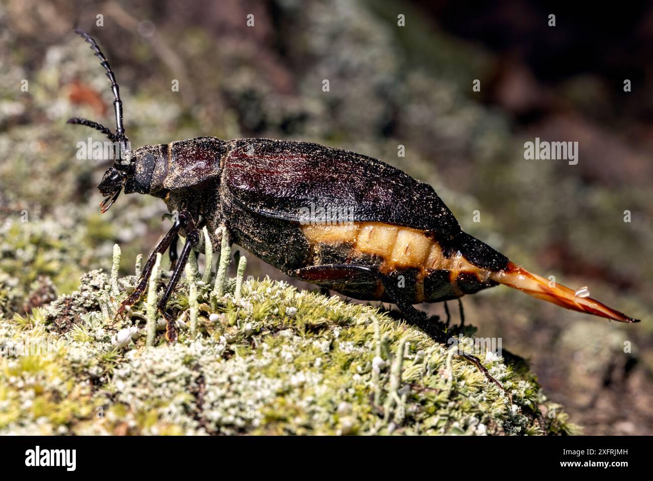 Female Broad-necked Root Borer Beetle (Prionus laticollis) with ...