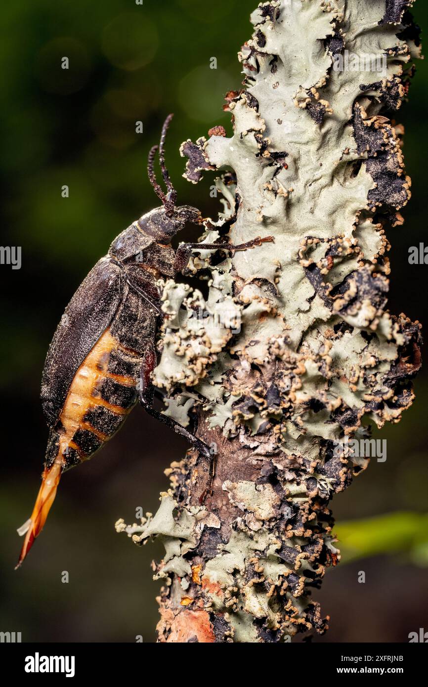 Root boring longhorn beetle hi-res stock photography and images - Alamy