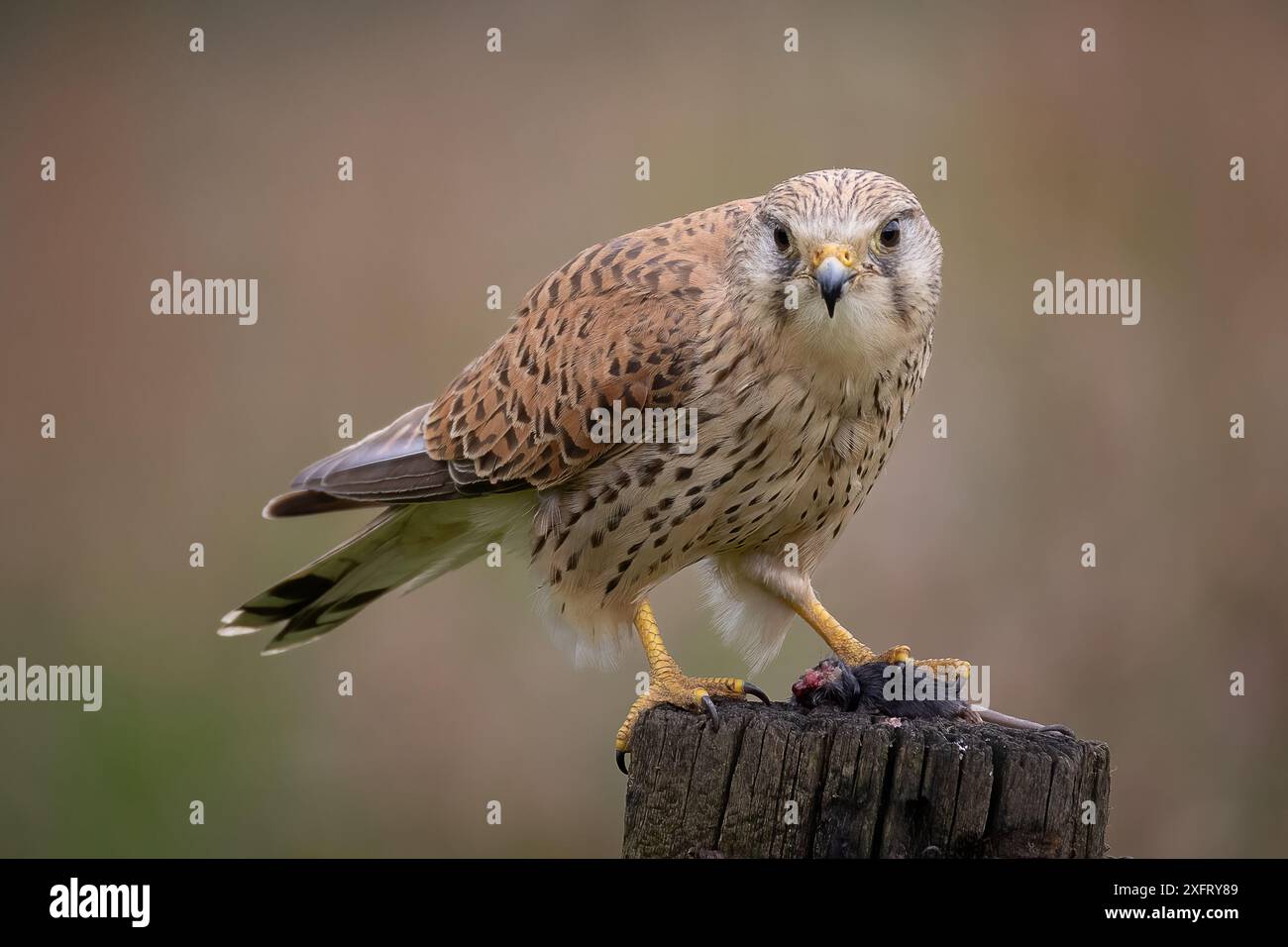 Female kestrel hi-res stock photography and images - Alamy